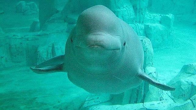 Diez curiosidades fascinantes sobre las ballenas que aumentan su leyenda