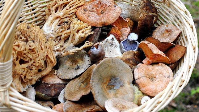 Excelentes restaurantes en España para comer setas