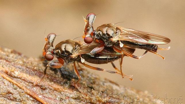 Los diez insectos más raros del mundo