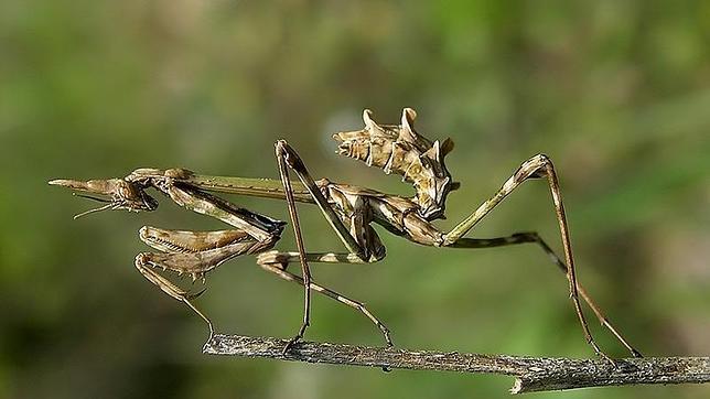 Los diez insectos más raros del mundo