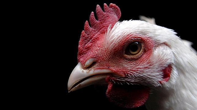 Hallan un nuevo estado de la materia en los ojos de un pollo