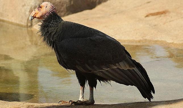 Las diez aves más raras del mundo