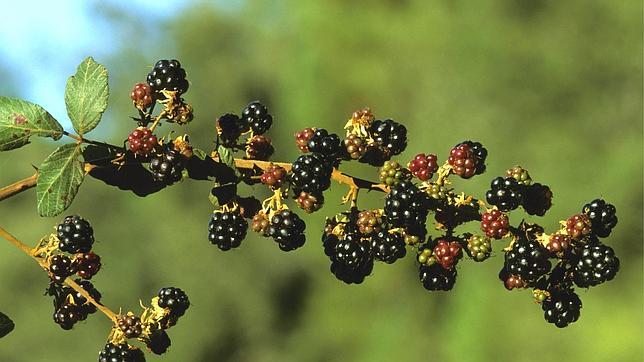 Los secretos del Palacio de la Zarzuela: un pabellón de caza entre las ...