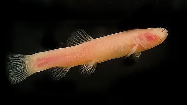 Diez sorprendentes peces con habilidades inesperadas