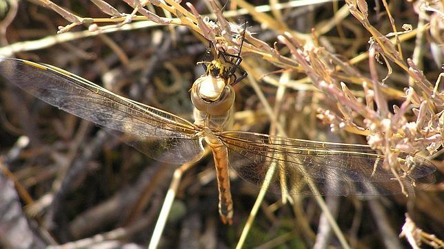Descubren por qué las libélulas siempre capturan a sus presas