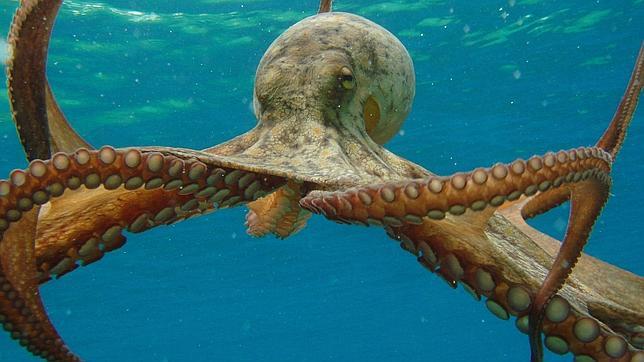 Diez curiosidades sorprendentes del mundo animal descubiertas en 2014