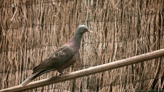 Animales que habitan en Canarias y que tal vez no conocías