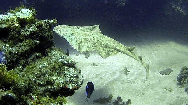 Tiburones que nadan en las aguas de Canarias y que tal vez desconocías
