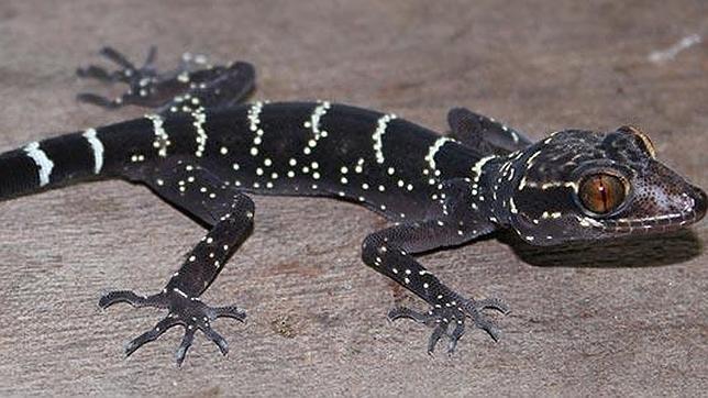 Los secretos del Gran Mekong, al descubierto