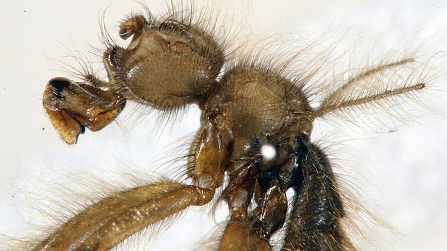 Descubierta la «terrible mosca peluda»