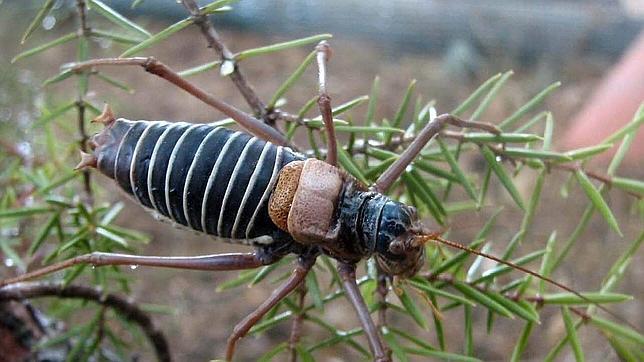 Hallan un insecto típico de Tarragona que se daba por perdido desde 1897