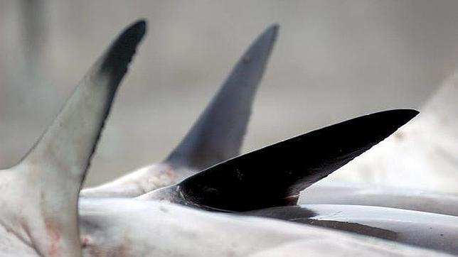 Normas más duras contra la amputación de aletas a los tiburones