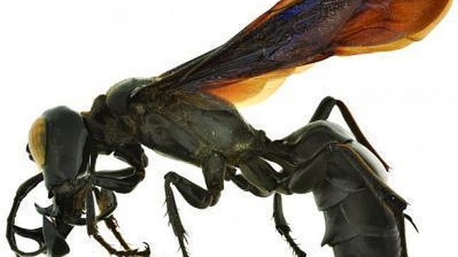 Descubren en Indonesia un ejemplar de avispa gigante