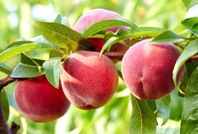 Los 15 Alimentos Con Más Betacaroteno Que Ayudan A Broncearse Más Rápido