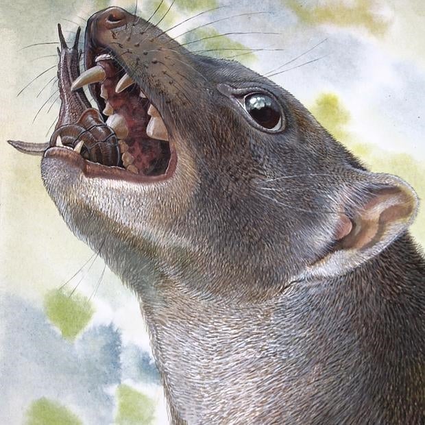 Descubren un extraño marsupial comedor de caracoles