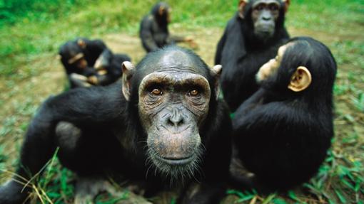 Las seis noticias científicas de la semana que no te puedes perder