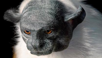 Los animales con rostro humano que miran a los ojos