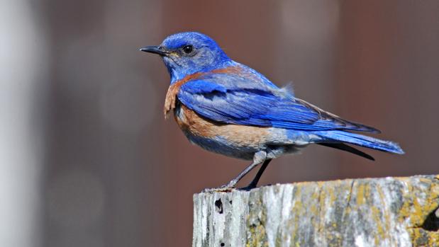 Los pájaros ya tienen estrés crónico
