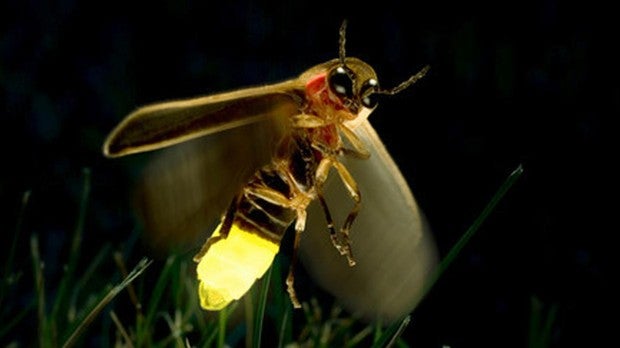 La perfecta «fábrica» de luz de las luciérnagas