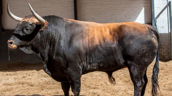 Los mansos también tienen su lidia