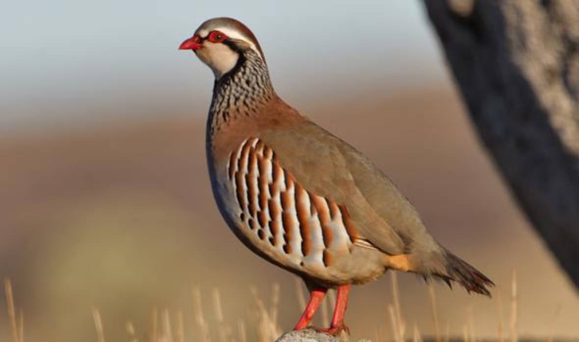 Las perdices «felices» son más productivas