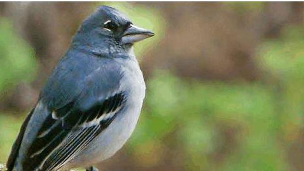El pinzón azul de Gran Canaria muestra una enorme resistencia ante ...