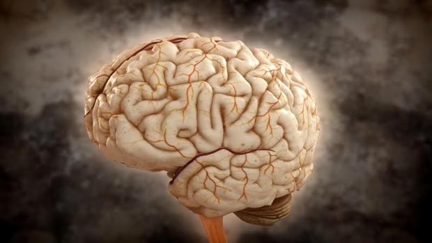 Atlas de la vasculatura cerebral para saber más sobre las enfermedades ...