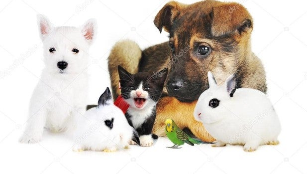 todo tipo de mascotas domesticas